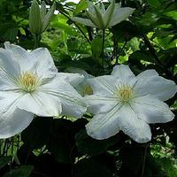 Photo of the bloom of Clematis (Clematis lanuginosa 'Candida') posted ...