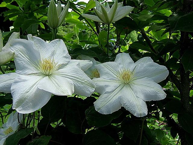 Photo of the bloom of Clematis (Clematis lanuginosa 'Candida') posted ...