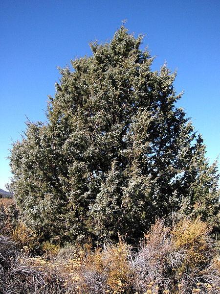 Western Juniper (Juniperus occidentalis var. occidentalis) - Garden.org