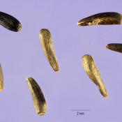 Niger Plant (Guizotia abyssinica) - Garden.org