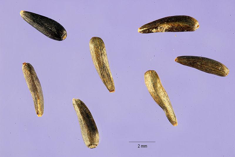 Photo of the seeds of Niger Plant (Guizotia abyssinica) posted by ...