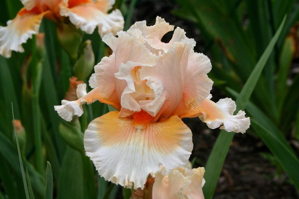 Tall Bearded Iris (Iris 'All My Dreams') in the Irises Database ...