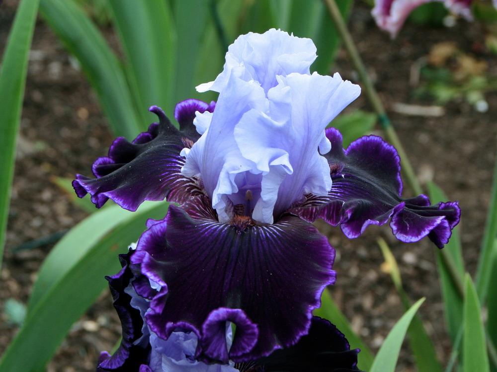 Photo of the bloom of Tall Bearded Iris (Iris 'Wicked Good') posted by ...