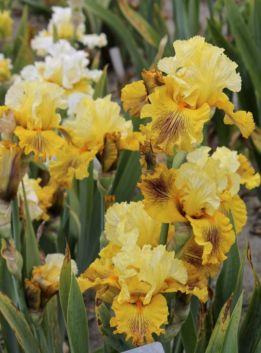 Photo of the bloom of Tall Bearded Iris (Iris 'Spiral Galaxy') posted ...