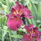 The Main Plant entry for Irises (Iris) - Garden.org