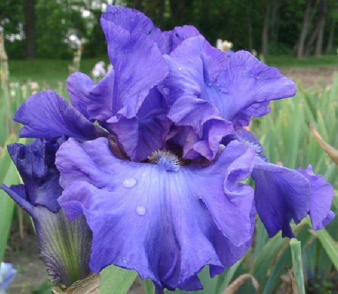 Tall Bearded Iris (Iris 'Grape Charm') in the Irises Database - Garden.org