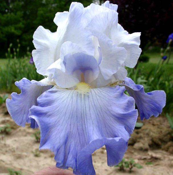 Tall Bearded Iris (Iris 'Ruffled Ballet') in the Irises Database ...