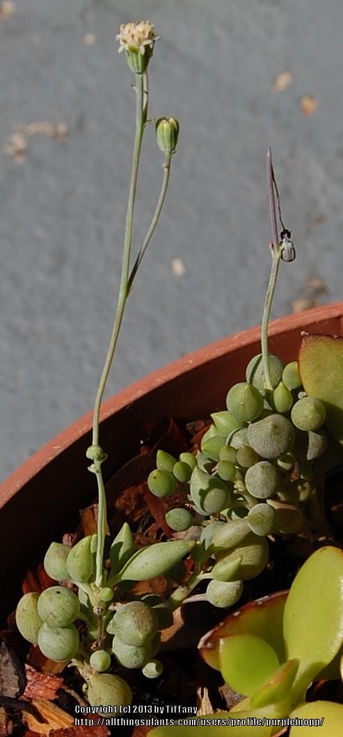 Curio citriformis - Garden.org