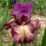 Photo of the bloom of Tall Bearded Iris (Iris 'Rock Star') posted by ...