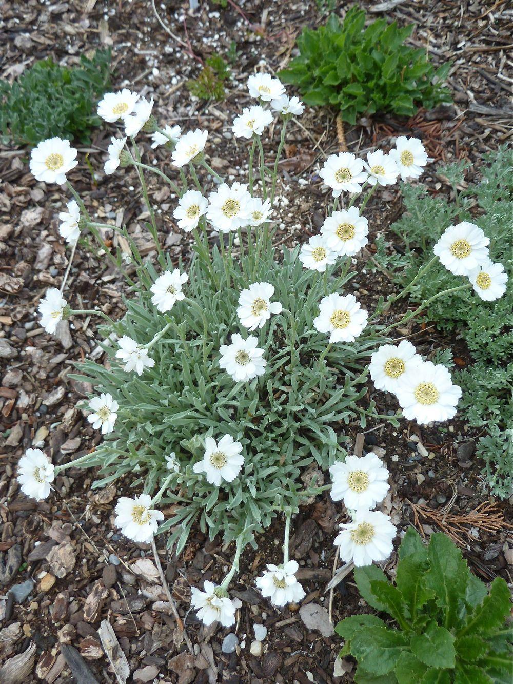 Greek Yarrow (Achillea ageratifolia) in the Yarrows Database - Garden.org