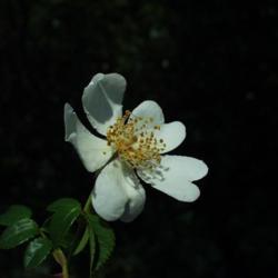 Evergreen Rose (Rosa sempervirens) in the Roses Database - Garden.org