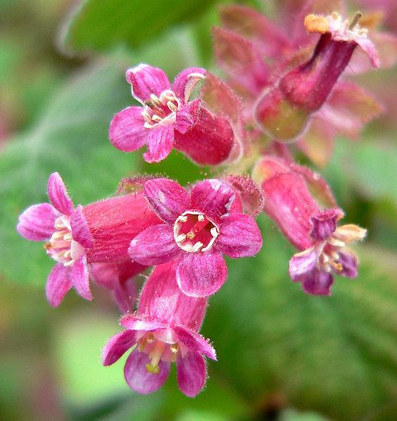 Chaparral Currant (Ribes malvaceum var. viridifolium) in the Currants ...
