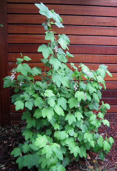 Chaparral Currant (Ribes malvaceum) in the Currants and Gooseberries ...