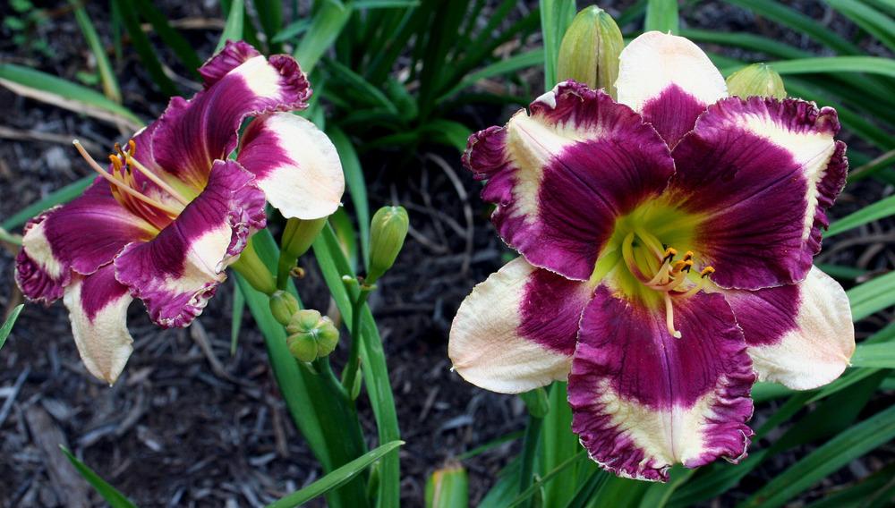 Daylily (Hemerocallis 'Raspberry Stitching') in the Daylilies Database ...