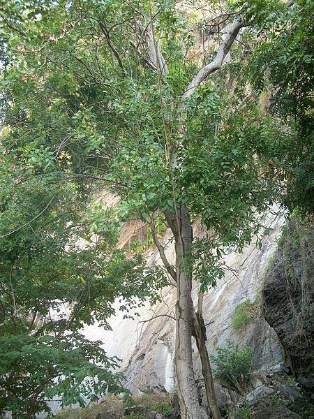 Barauna (Schinopsis brasiliensis) - Garden.org