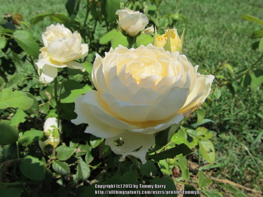 Photo of the bloom of English Shrub Rose (Rosa 'Claire Austin') posted ...