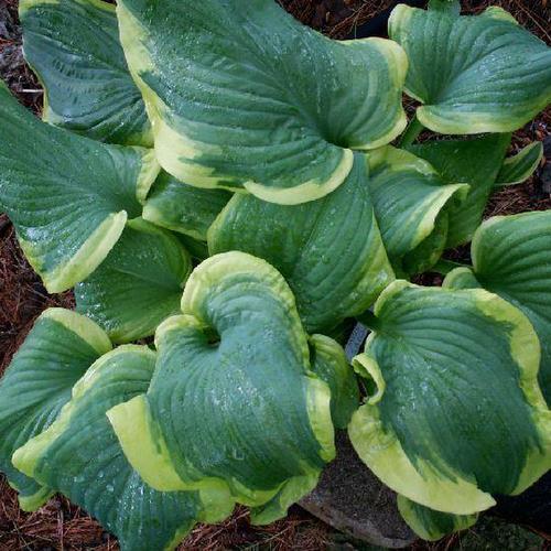 Hosta 'Miss Saigon' in the Hostas Database - Garden.org