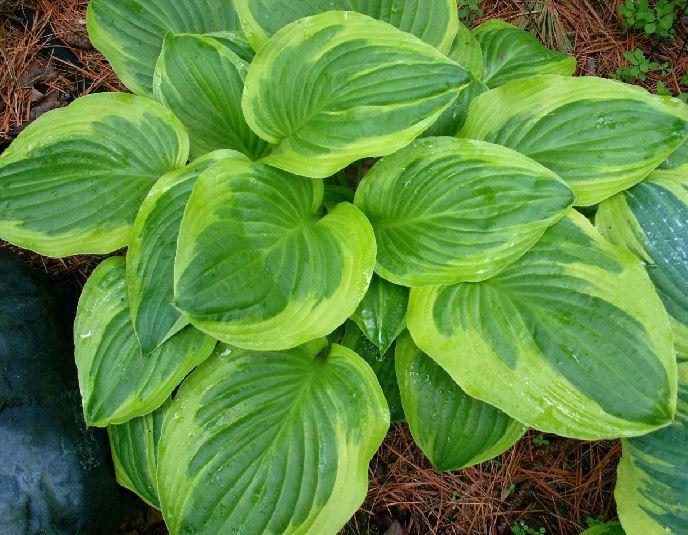 Hosta 'Last Dance' in the Hostas Database - Garden.org