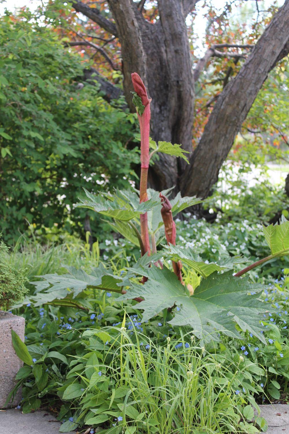 Rhubarbs: Plant Care and Collection of Varieties - Garden.org