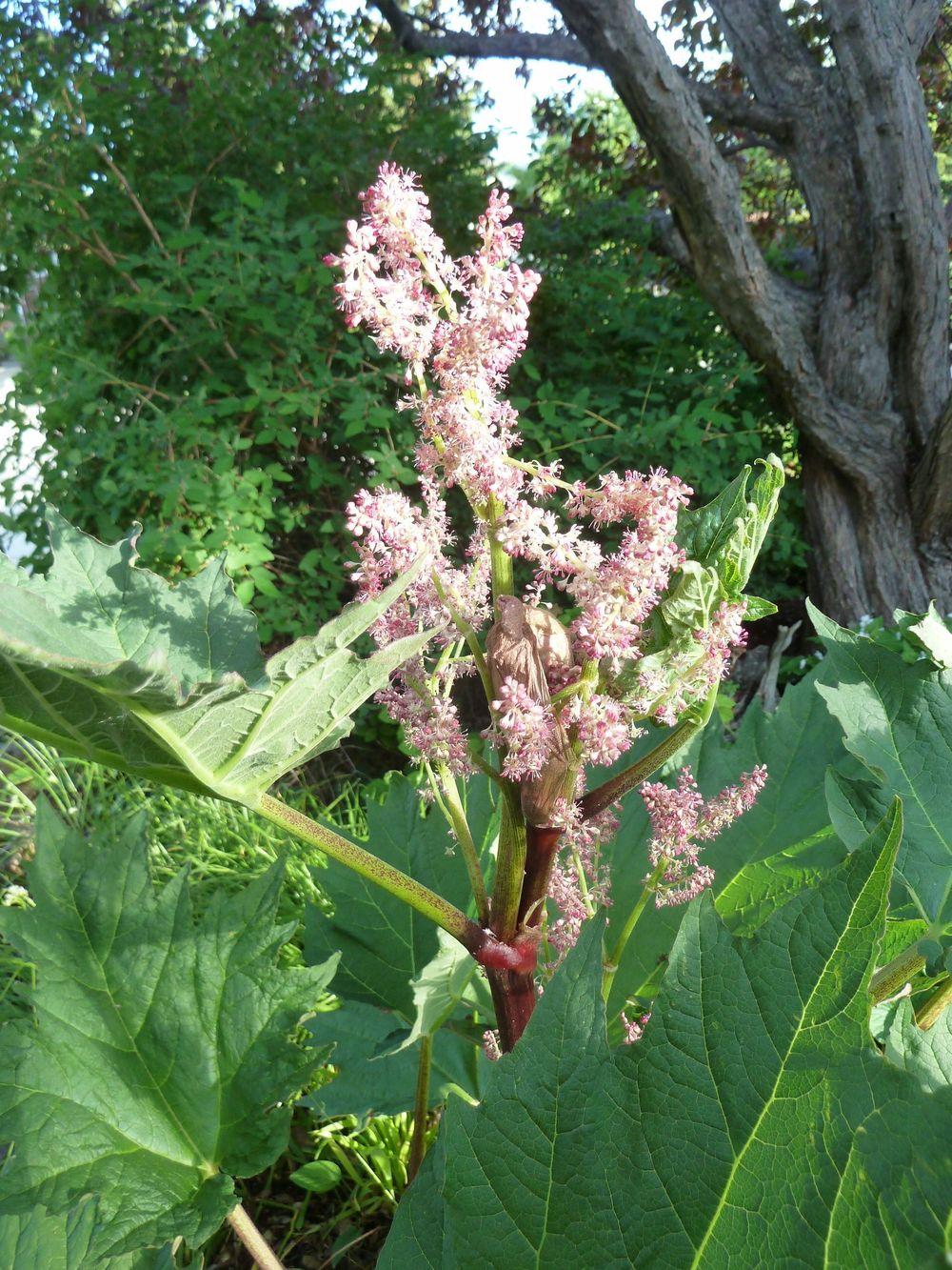 Rhubarbs: Plant Care and Collection of Varieties - Garden.org