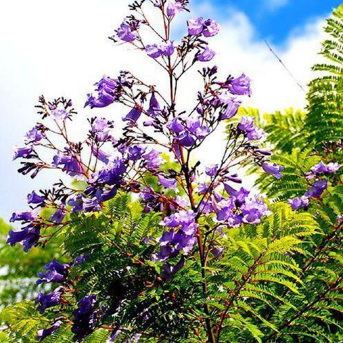 Jacaranda (Jacaranda brasiliana) - Garden.org