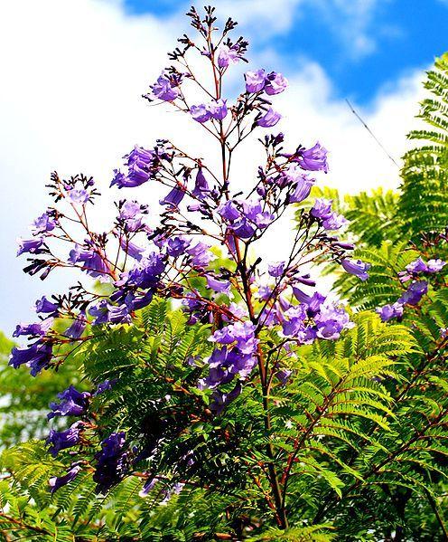 Jacaranda (Jacaranda brasiliana) - Garden.org