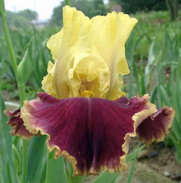 Tall Bearded Iris (Iris 'Shelly Elizabeth') in the Irises Database ...