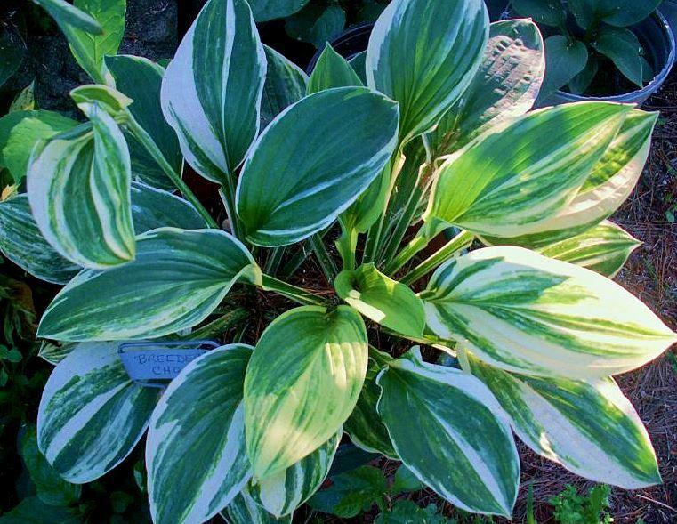 Hosta 'Breeder's Choice' in the Hostas Database - Garden.org
