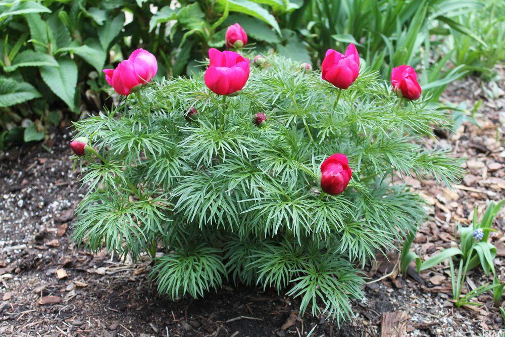 Peony (Paeonia intermedia) in the Peonies Database - Garden.org