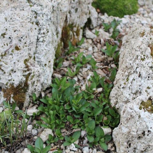 Lancea (Lancea tibetica) - Garden.org