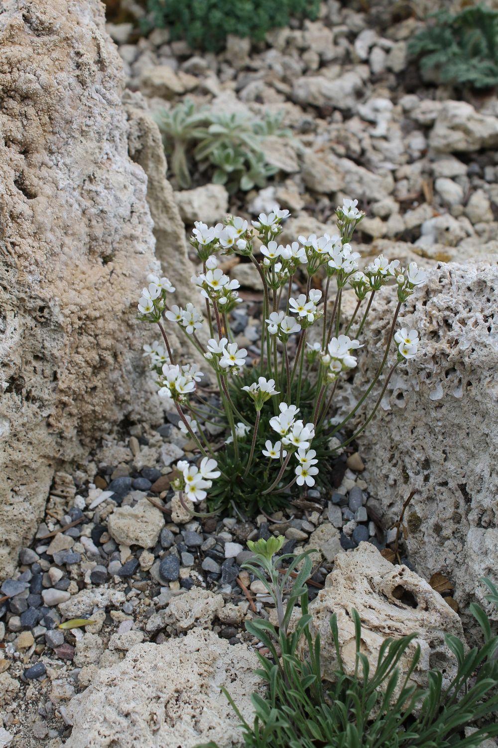 Milk Daisy (Androsace lactea) - Garden.org