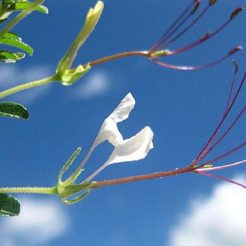 Chinsaga (Gynandropsis gynandra) - Garden.org