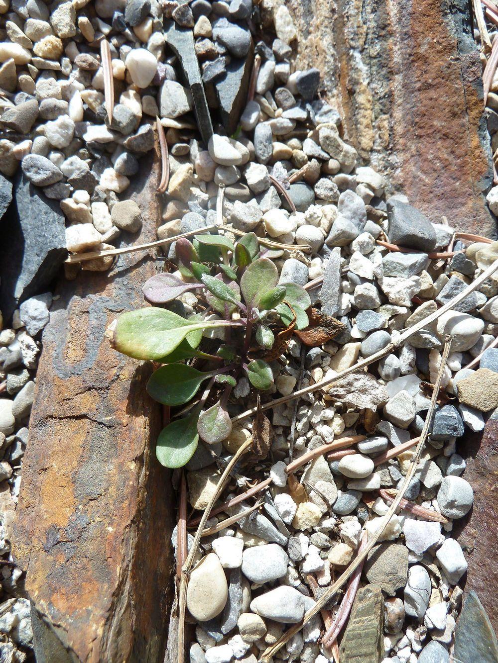 Rock Groundsel (Packera werneriifolia) - Garden.org