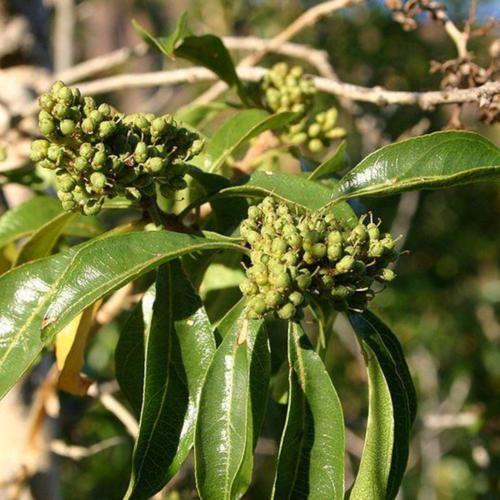Natal Lavender-Tree (Heteropyxis natalensis) - Garden.org