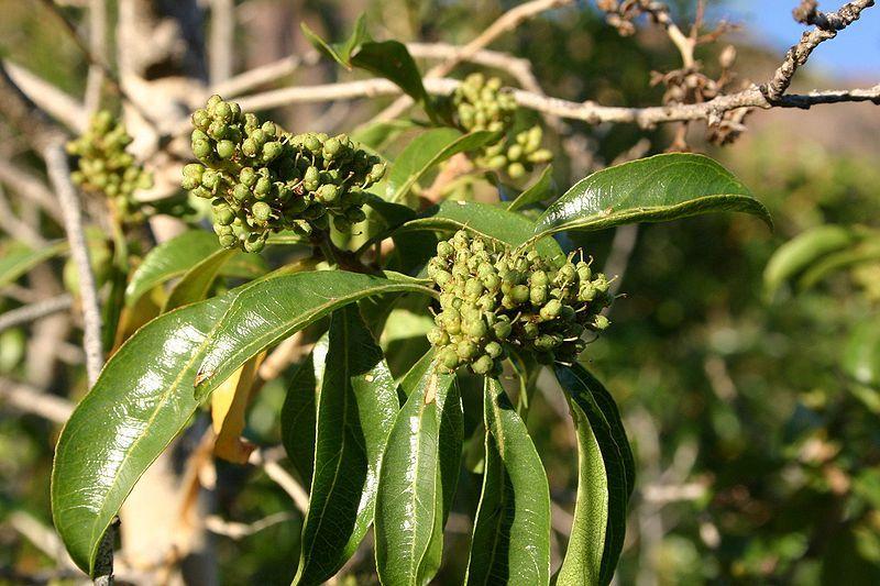Natal Lavender-Tree (Heteropyxis natalensis) - Garden.org