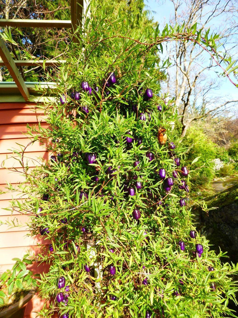 Photo of the entire plant of Climbing Blueberry (Billardiera longiflora ...