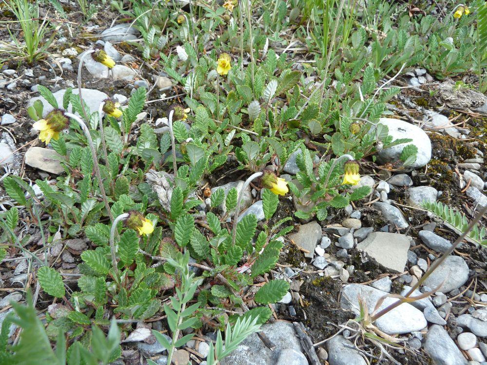 Photo of the entire plant of Yellow Mountain Avens (Dryas drummondii ...