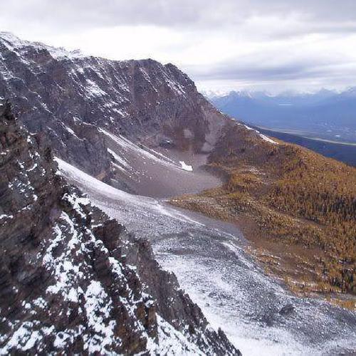 Sub-Alpine Larch (Larix lyallii) - Garden.org