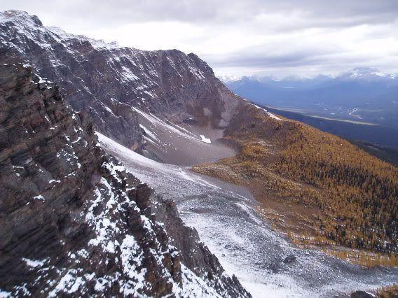 Sub-Alpine Larch (Larix lyallii) - Garden.org