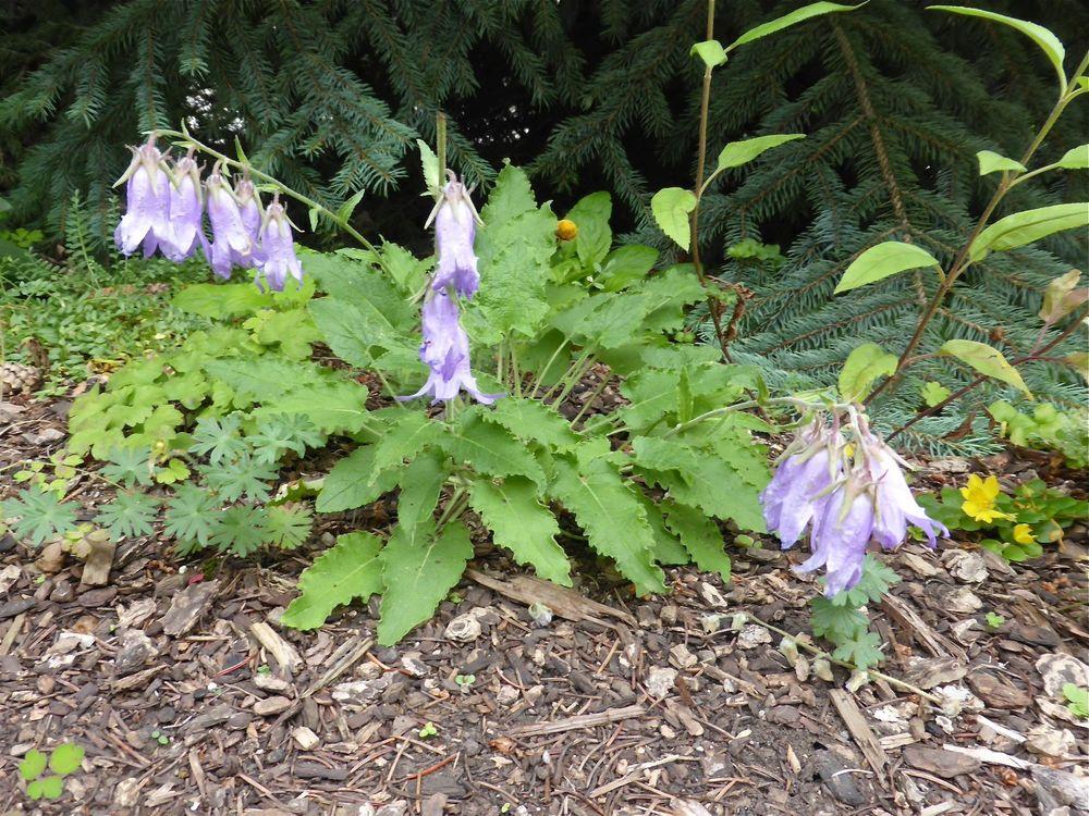 Bellflower (Campanula sarmatica) in the Bellflowers Database - Garden.org