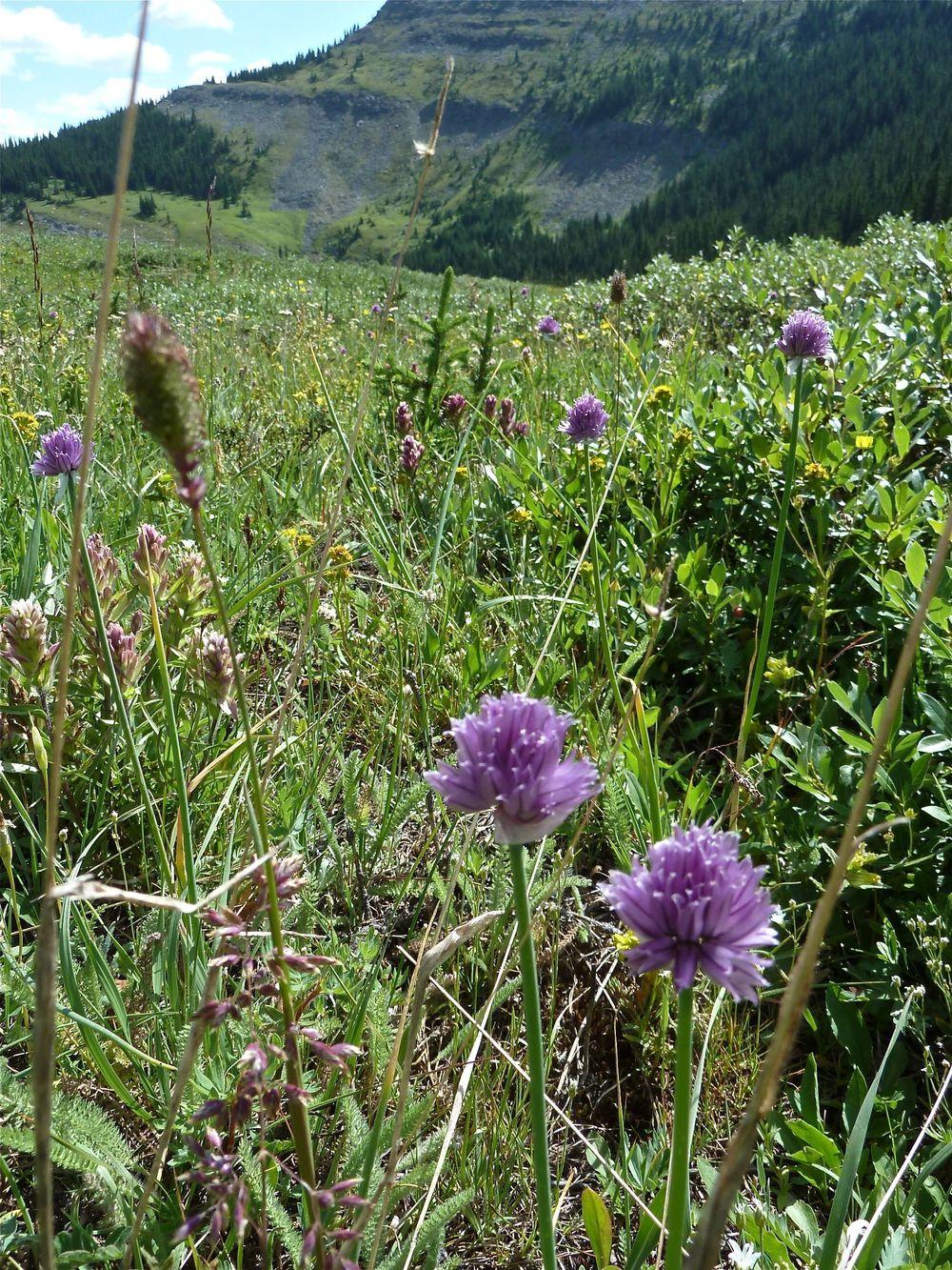 Chives: Plant Care and Collection of Varieties - Garden.org