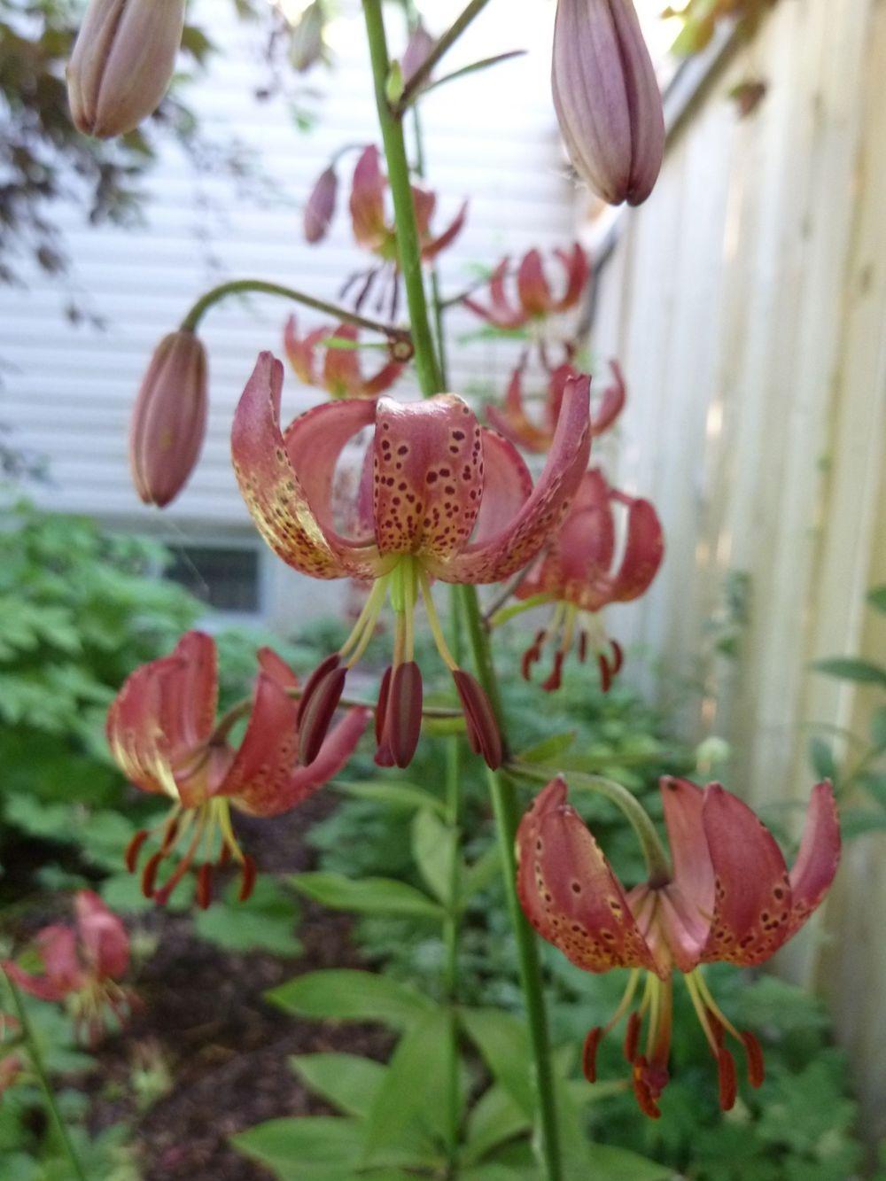 Lily (Lilium 'Pink Attraction') in the Lilies Database - Garden.org