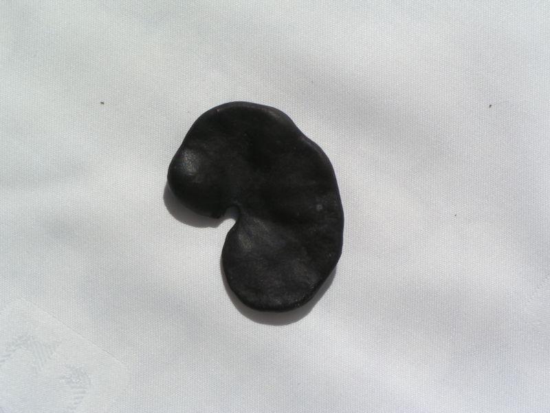 Pacara Earpod Tree (Enterolobium contortisiliquum) - Garden.org