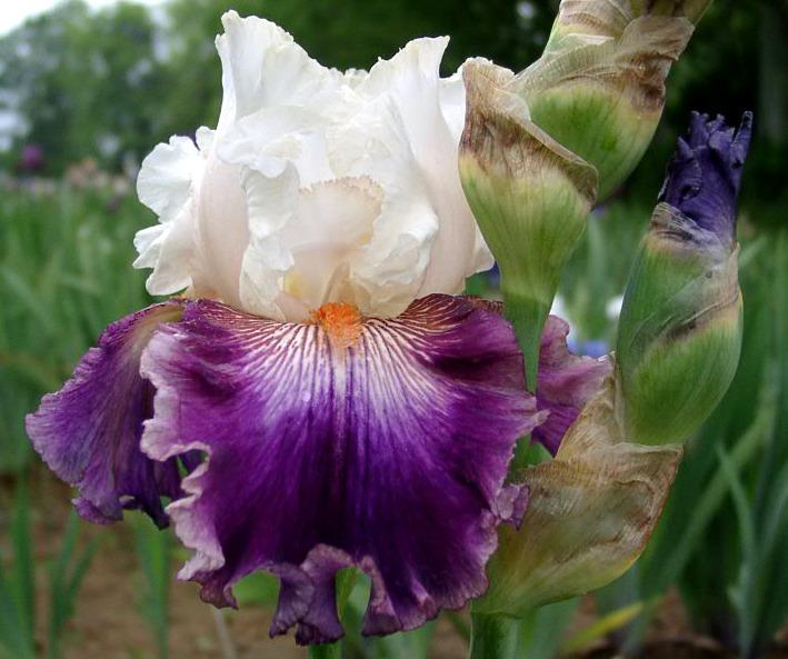 Photo of the bloom of Tall Bearded Iris (Iris 'Brave Face') posted by ...