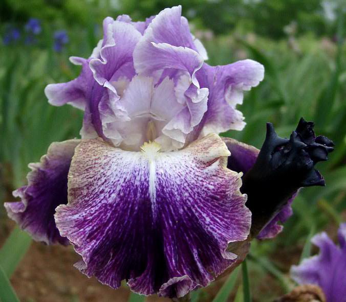 Photo of the bloom of Tall Bearded Iris (Iris 'Double Click') posted by ...