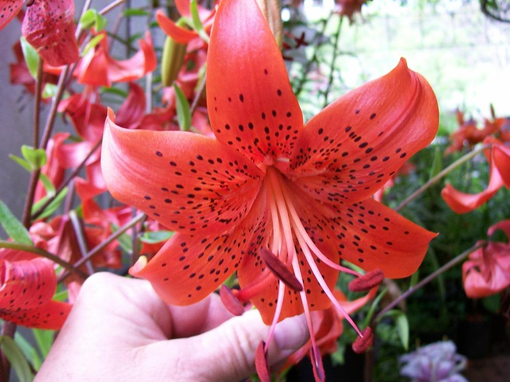 Photo of the bloom of Lily (Lilium 'Red Life') posted by gwhizz ...