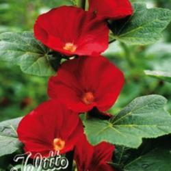 Hollyhock (Alcea 'Mars Magic') - Garden.org