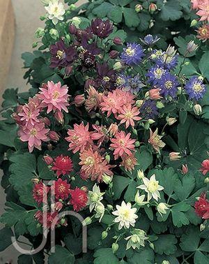 Columbine (Aquilegia 'Clementine Mix') in the Columbines Database ...