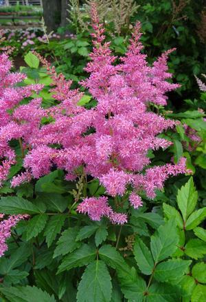 Astilbe 'Rhythm and Blues' in the Astilbes Database - Garden.org