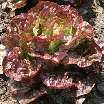 Lettuce (Lactuca sativa 'Alkindus') in the Lettuces Database - Garden.org